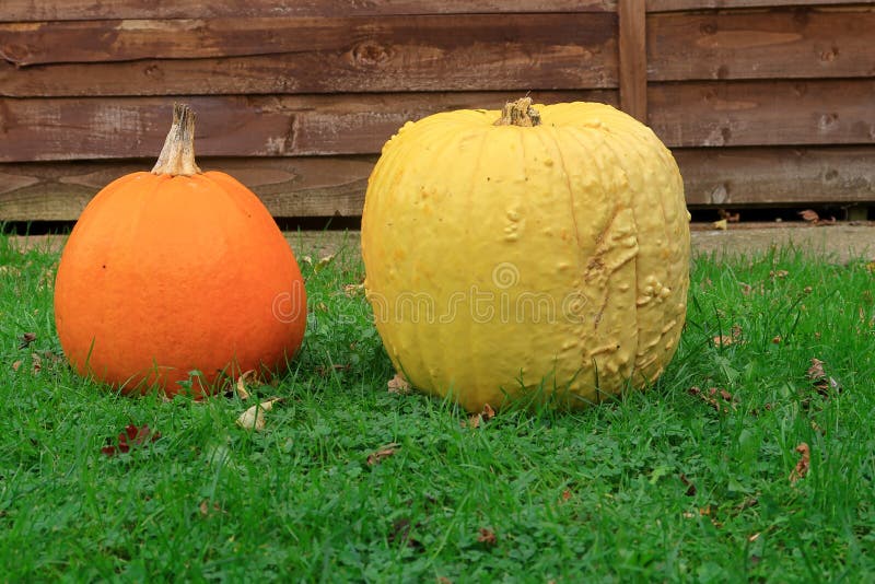 Two Pumpkins To Show the Concept of Halloween Stock Photo - Image of ...