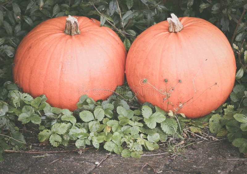 Two pumpkins stock image. Image of yellow, pumpkin, home - 101363779