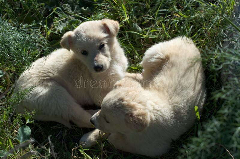 Two puppies stock image. Image of mammal, outdoor, puppy - 12447639