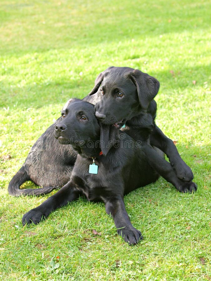 Two Puppies stock photo. Image of labaradors, outside - 25067926