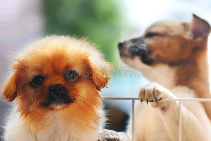 Two puppies stock image. Image of beige, puppies, lovely - 4105859