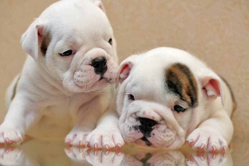 Two puppies stock image. Image of puppies, funny, little - 6011761