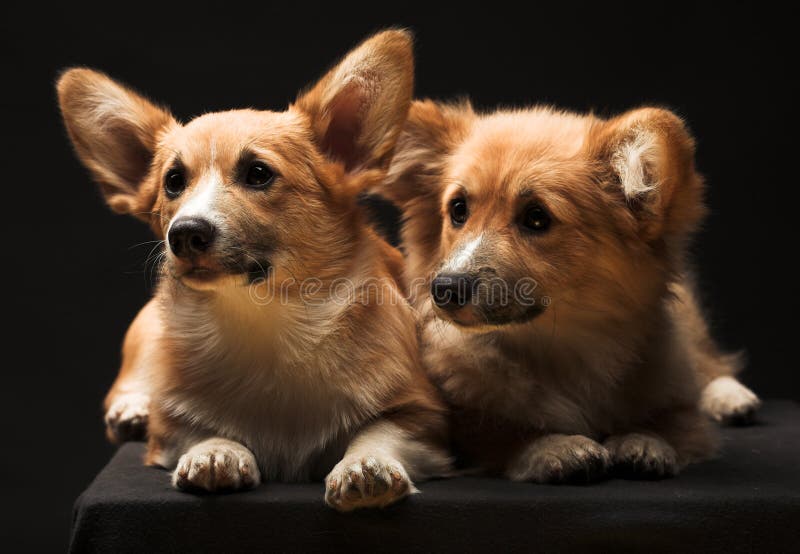 Two puppies. stock image. Image of ears, furry, fuzzy - 7894213