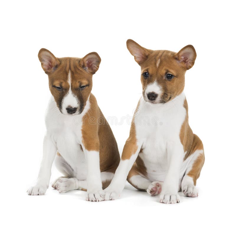 194 Tricolor Basenji Stock Photos - Free & Royalty-Free Stock Photos ...