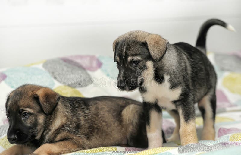 Two puppies stock image. Image of pretty, small, mongrel - 46676199