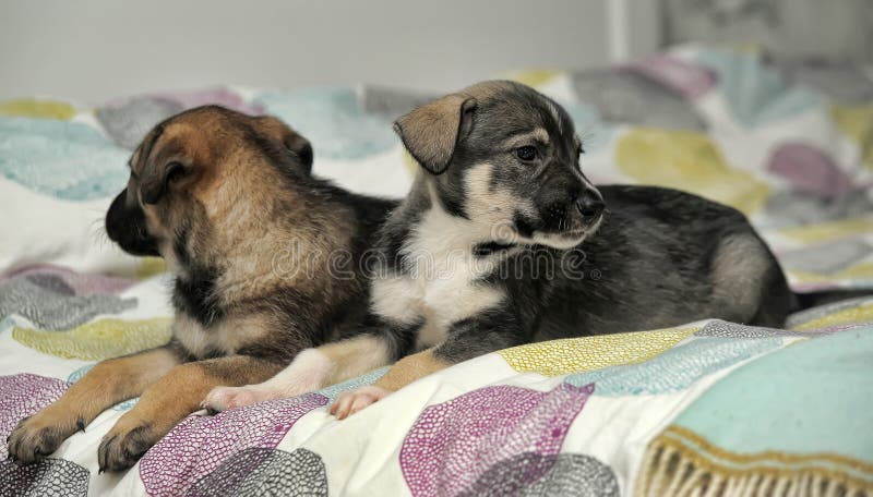 Two puppies stock image. Image of leather, funny, studio - 46676547