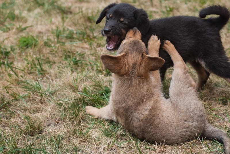 Two puppies stock photo. Image of lies, beautiful, green - 60019384