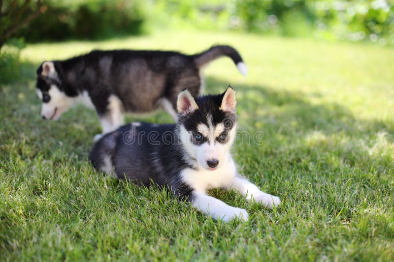 Two Puppies Husky Sitting on the Green Stock Image - Image of people ...