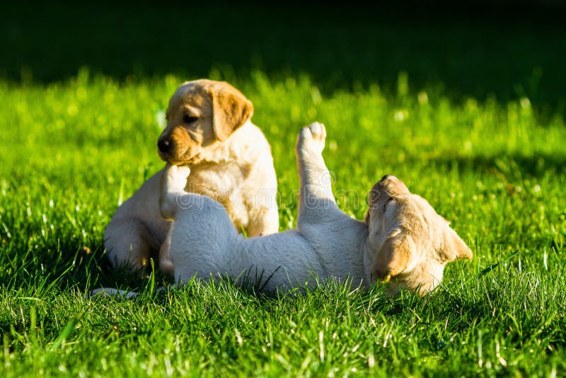 Two Puppies of Labrador are Playing Together in the Garden Stock Image ...