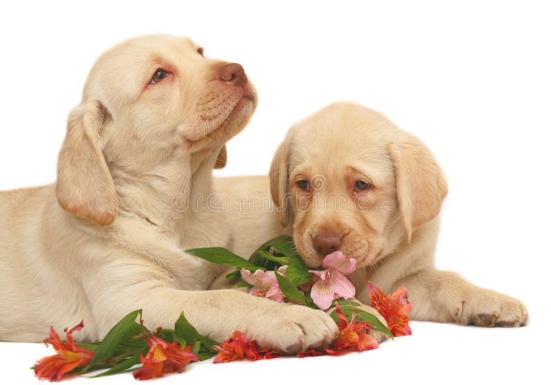 Two Puppies Labradors Retriever. Stock Image - Image of friend, flowers ...