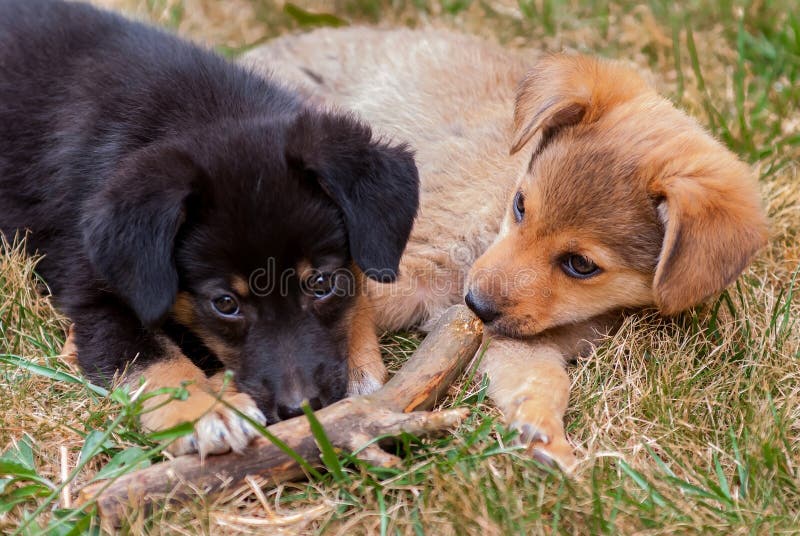 Two puppies stock photo. Image of lies, beautiful, green - 60019384