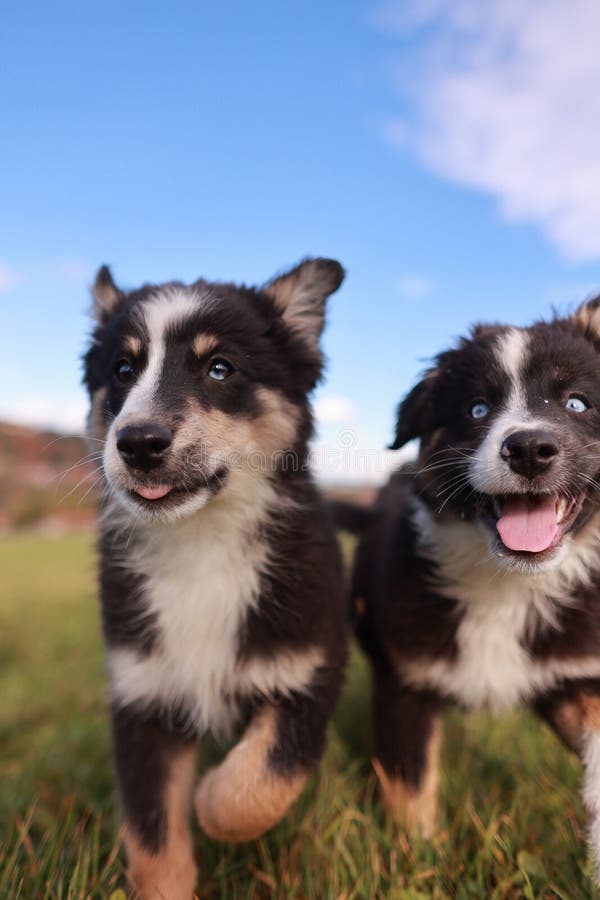 Two Puppies are Running in a Field with Blue Eyes and White Fur Stock ...