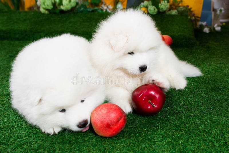Two Puppies of Samoyed are Laying on Green Grass Stock Image - Image of ...