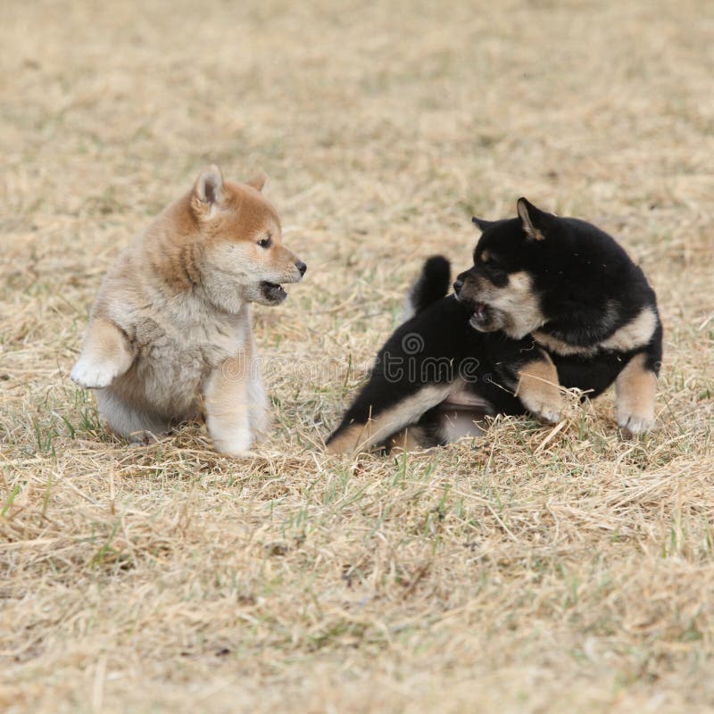 Two Puppies of Shiba Inu Playing Stock Image - Image of color, domestic ...