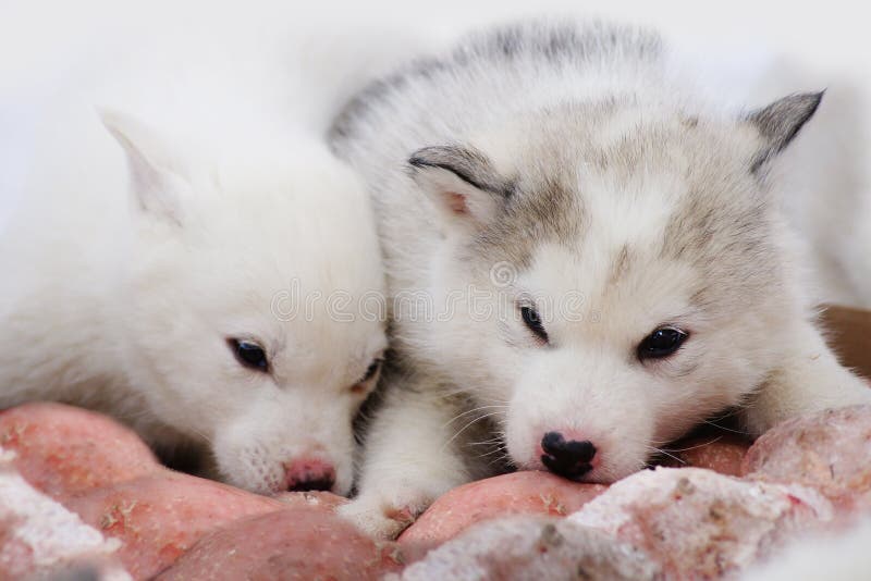 Two Puppies Of Siberian Huskies Picture. Image: 26811888