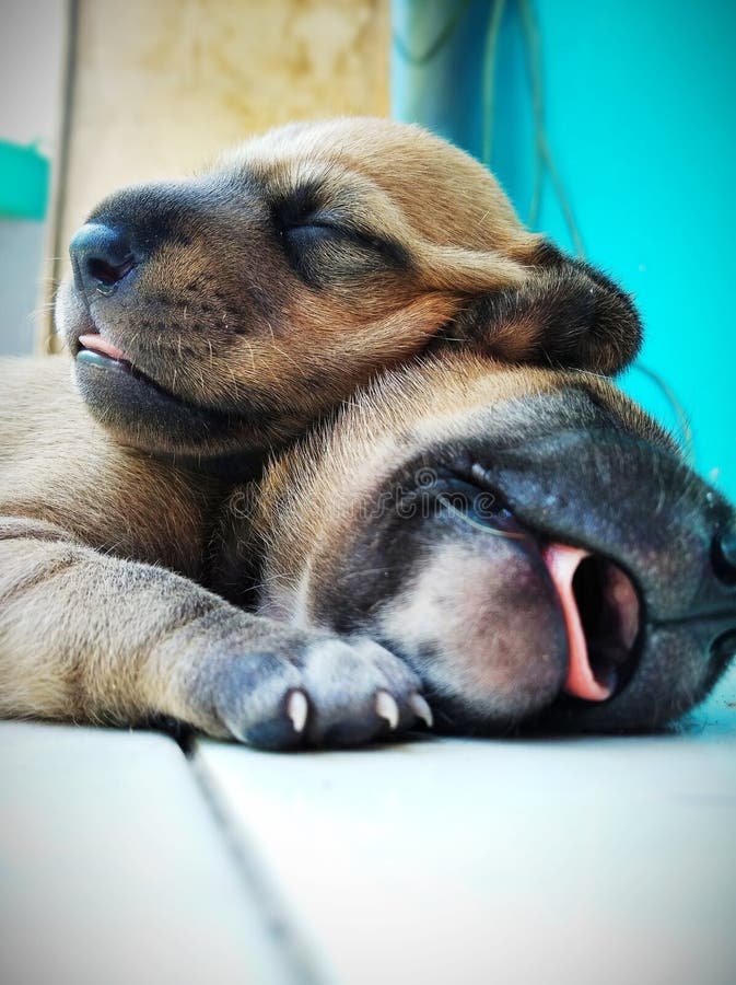 Two puppies sleeping stock image. Image of puppy, floor - 262786729