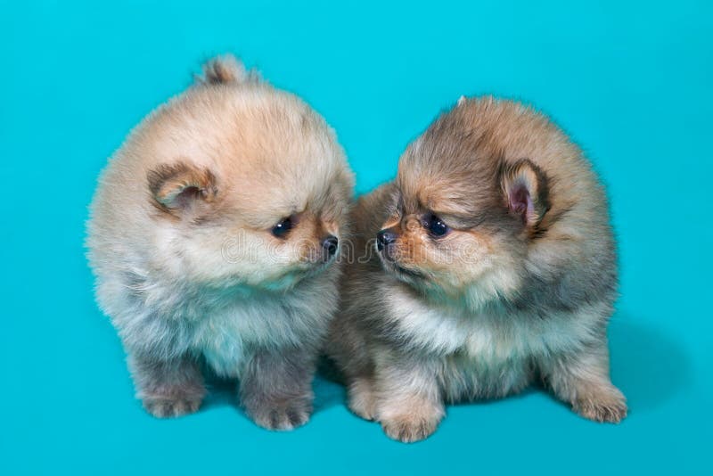 Two Puppies of the Spitz-dog in Studio Stock Photo - Image of humor ...