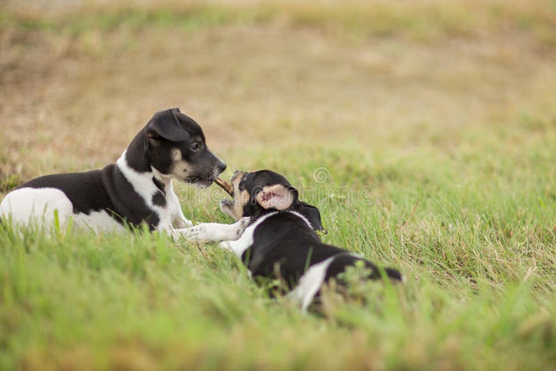 168 Rat Terrier Animals Stock Photos - Free & Royalty-Free Stock Photos ...