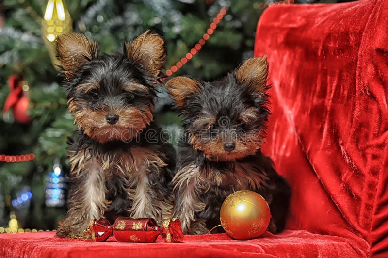 183 Two Yorkie Puppies Stock Photos - Free & Royalty-Free Stock Photos ...