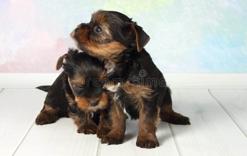 Two Puppies Yorkshire Terrier Stock Image - Image of attractive ...