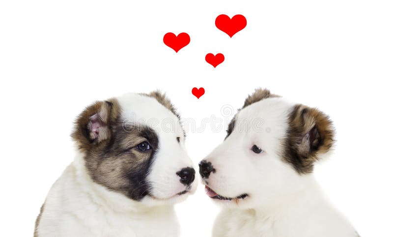 Puppy Love Wallpaper