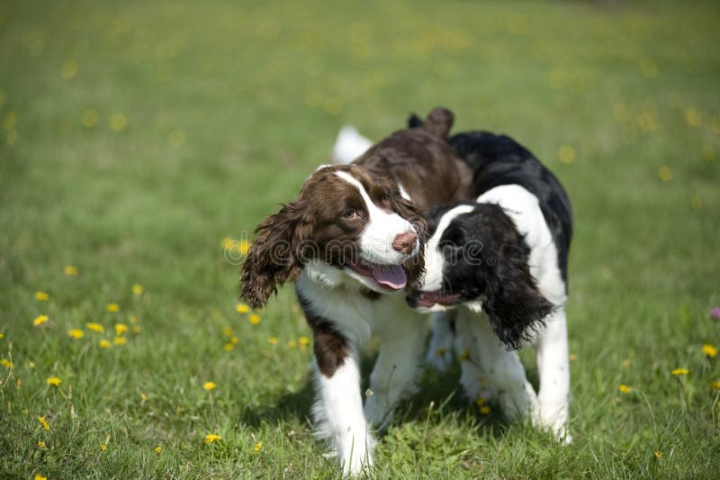 Springer Spaniel Puppies Play in a Field Stock Photo - Image of animal ...