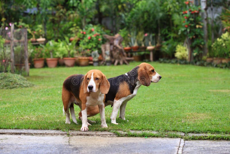 Two Purebred Beagle Dog Making Love Stock Photo - Image of playful ...