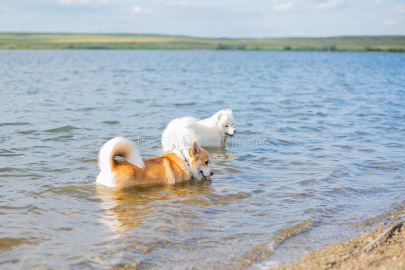 Two Purebred Dogs Bathe in the River Stock Image - Image of adorable ...