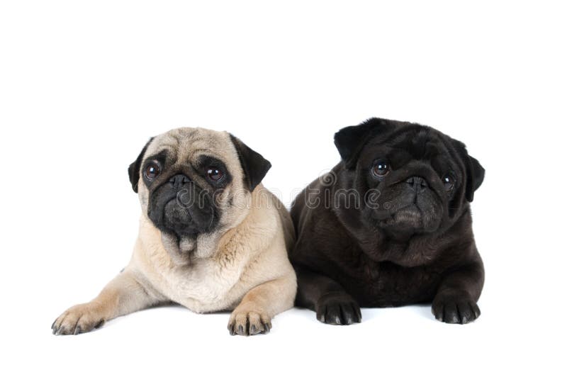 Two purebred pugs portrait stock photo. Image of together - 71570624