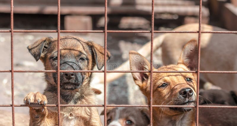 Two Purebred Puppies Behind Bars in a Shelter Stock Image - Image of ...