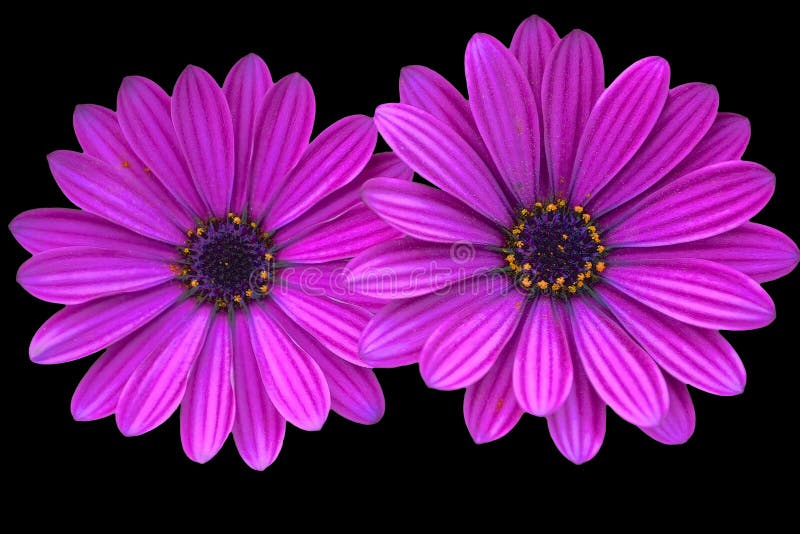 Two purple daisies stock photo. Image of black, individuality - 45480730