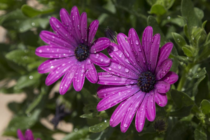 Two Purple Dimorphic Flowers with Drops Stock Photo - Image of pretty ...