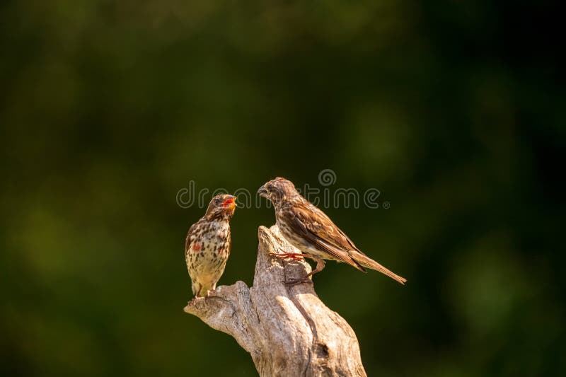 Two Purple Finches stock image. Image of invertebrate - 287703587