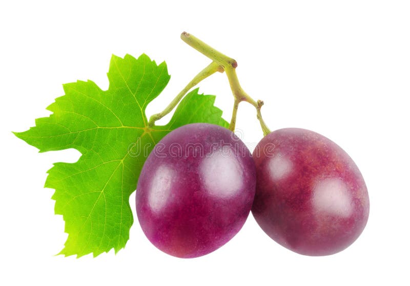 Two Purple Grapes with Green Leaf Cut Out Stock Image - Image of ...