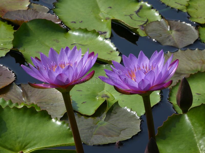 Two Purple Lotuses stock photo. Image of surface, leaf - 198190262