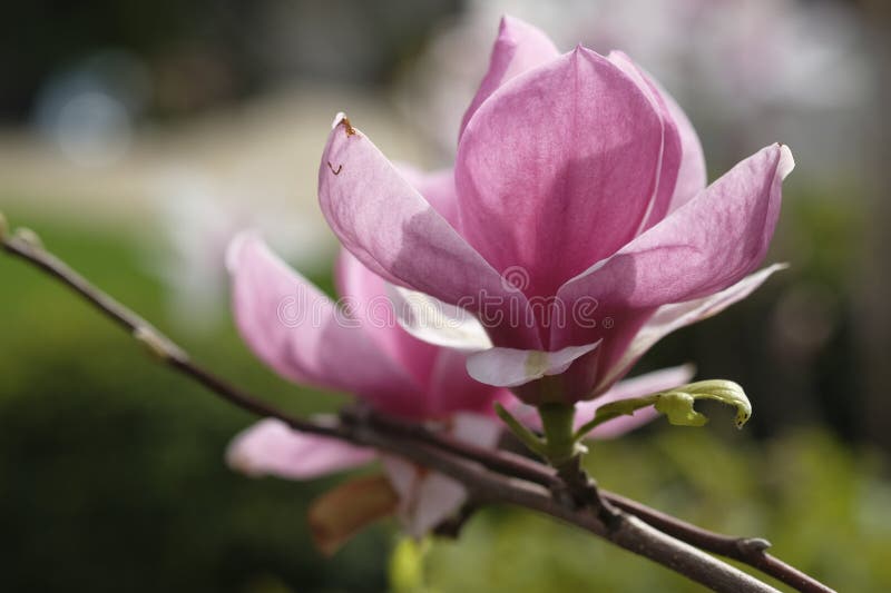 Two Purple Magnolia Flowers Grow on the Same Branch Stock Image - Image ...