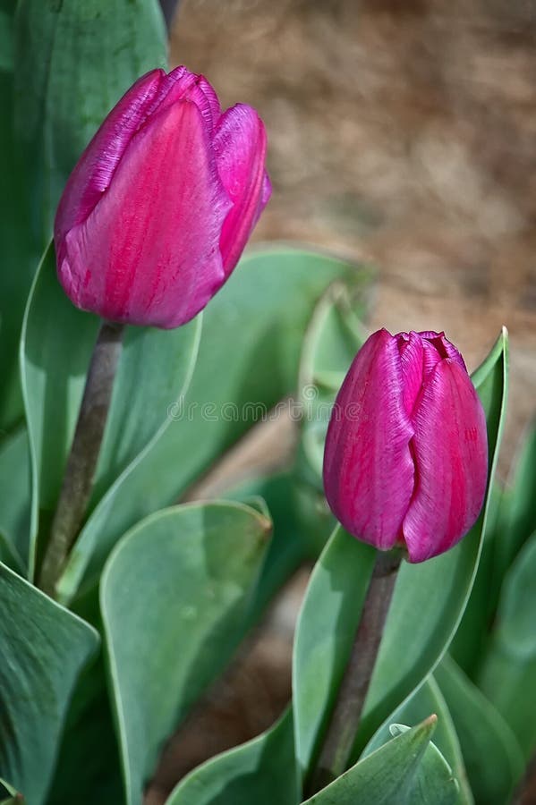 Two Purple Tulips stock photo. Image of colorful, summer - 88065996