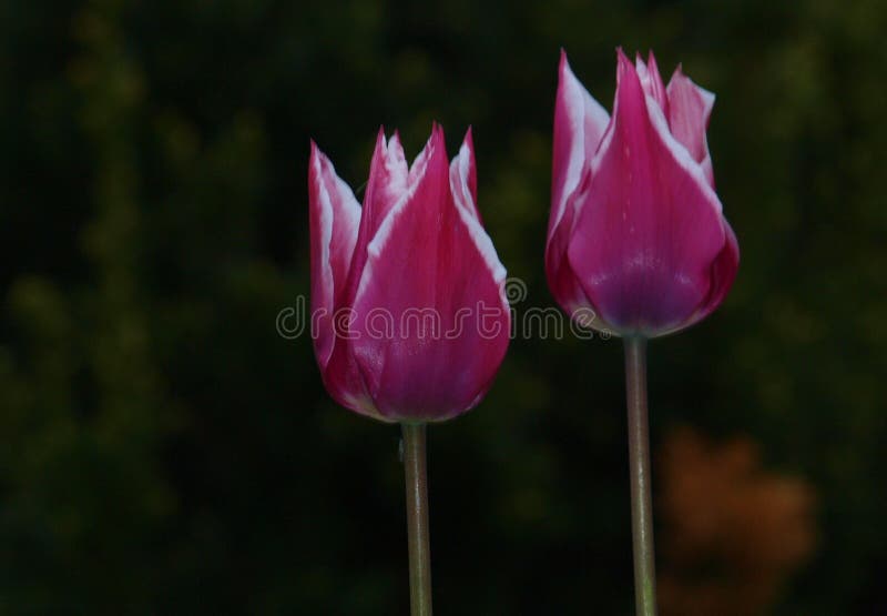 Two purple tulips stock image. Image of garden, plant - 164375527