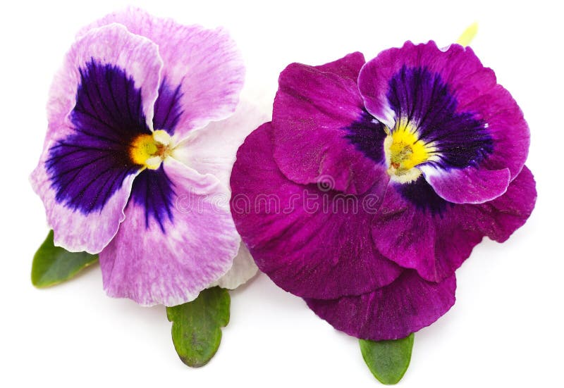 Two purple violets stock image. Image of decoration - 221233817