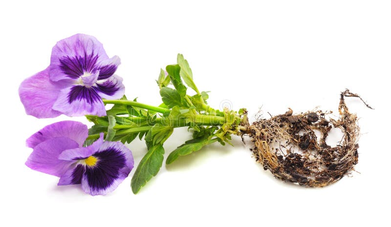 Two Purple Violets with Roots and Earth Stock Image - Image of blossom ...