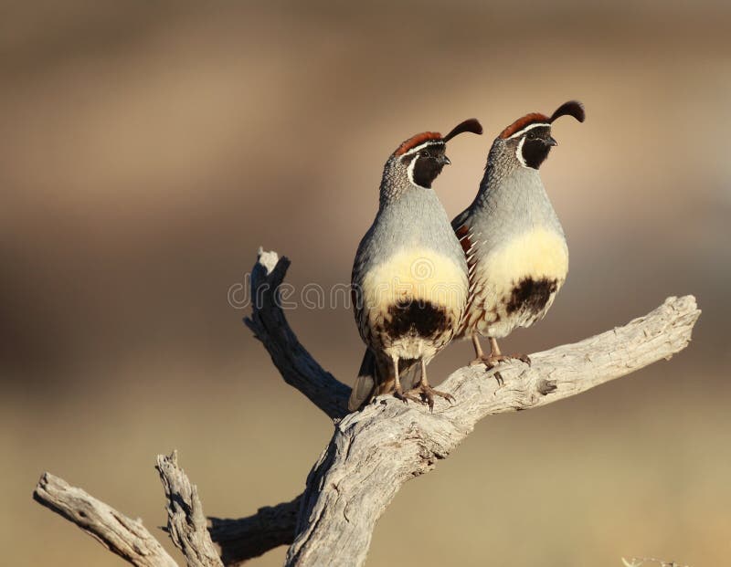 Two Quail on a branch stock image. Image of pair, nature - 49592017