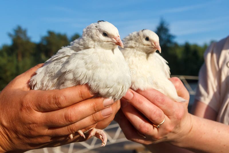 Two quail in human hands stock image. Image of hunting - 65065241