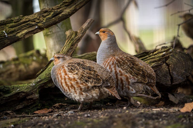 Two quails bird in nature stock photo. Image of bird - 270538842