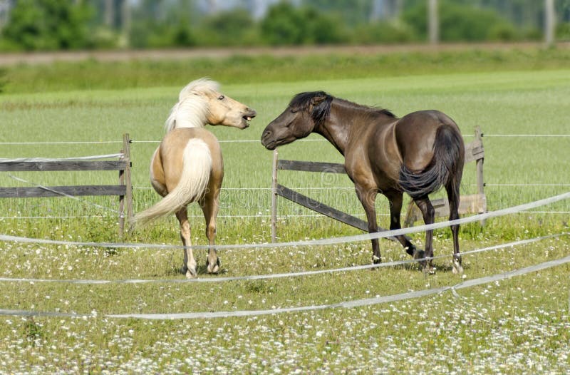 Two quarreling horses stock photo. Image of brothers - 35011246
