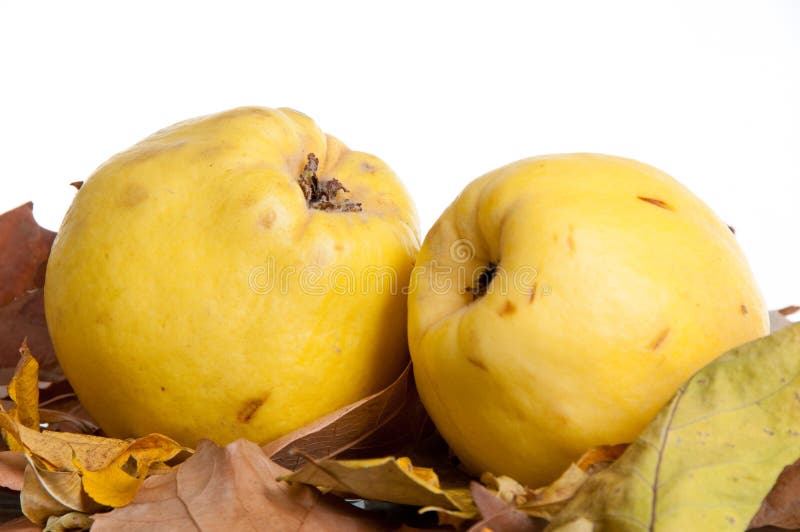 Quince Growing on the Tree Branch Stock Image - Image of fruit, golden ...