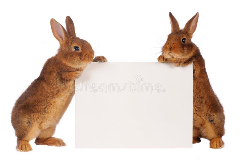Two rabbit stock photo. Image of brown, text, fluffy - 24555594