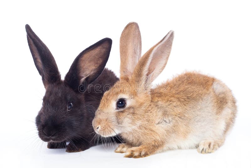 Black rabbit stock image. Image of live, furry, farm - 29092631