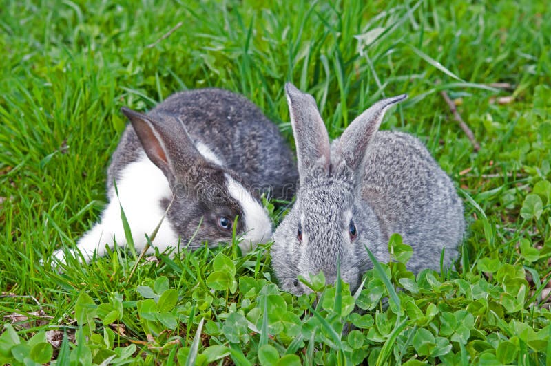 Two rabbit stock photo. Image of rabbit, furry, baby - 67047418