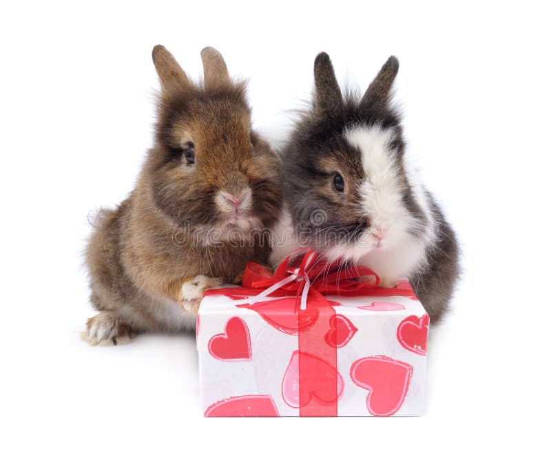 Little Rabbit between the Boxes with Gifts Stock Photo - Image of ...