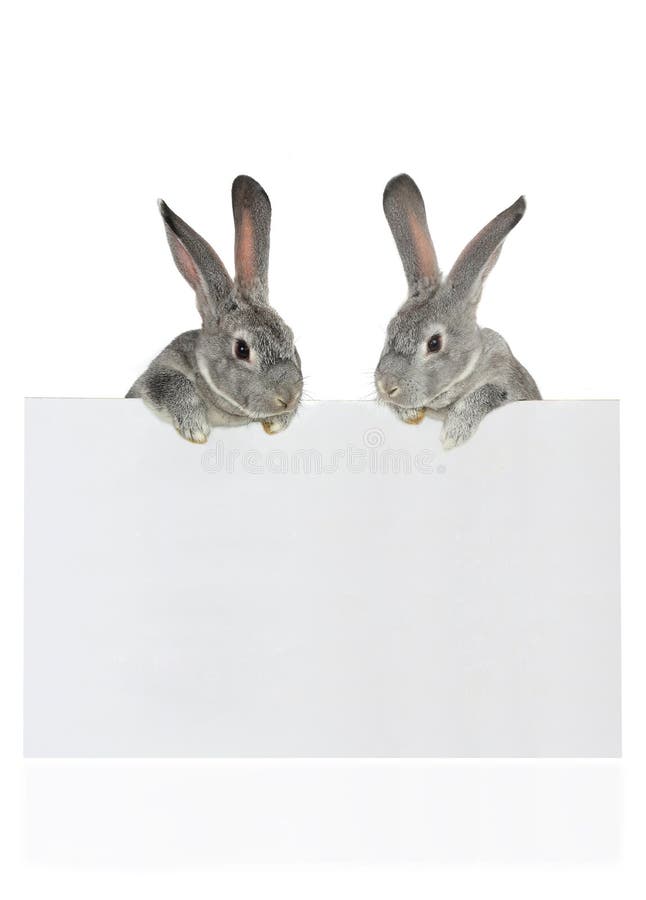 Two Rabbit stock image. Image of friendly, whiskers, text - 48221993